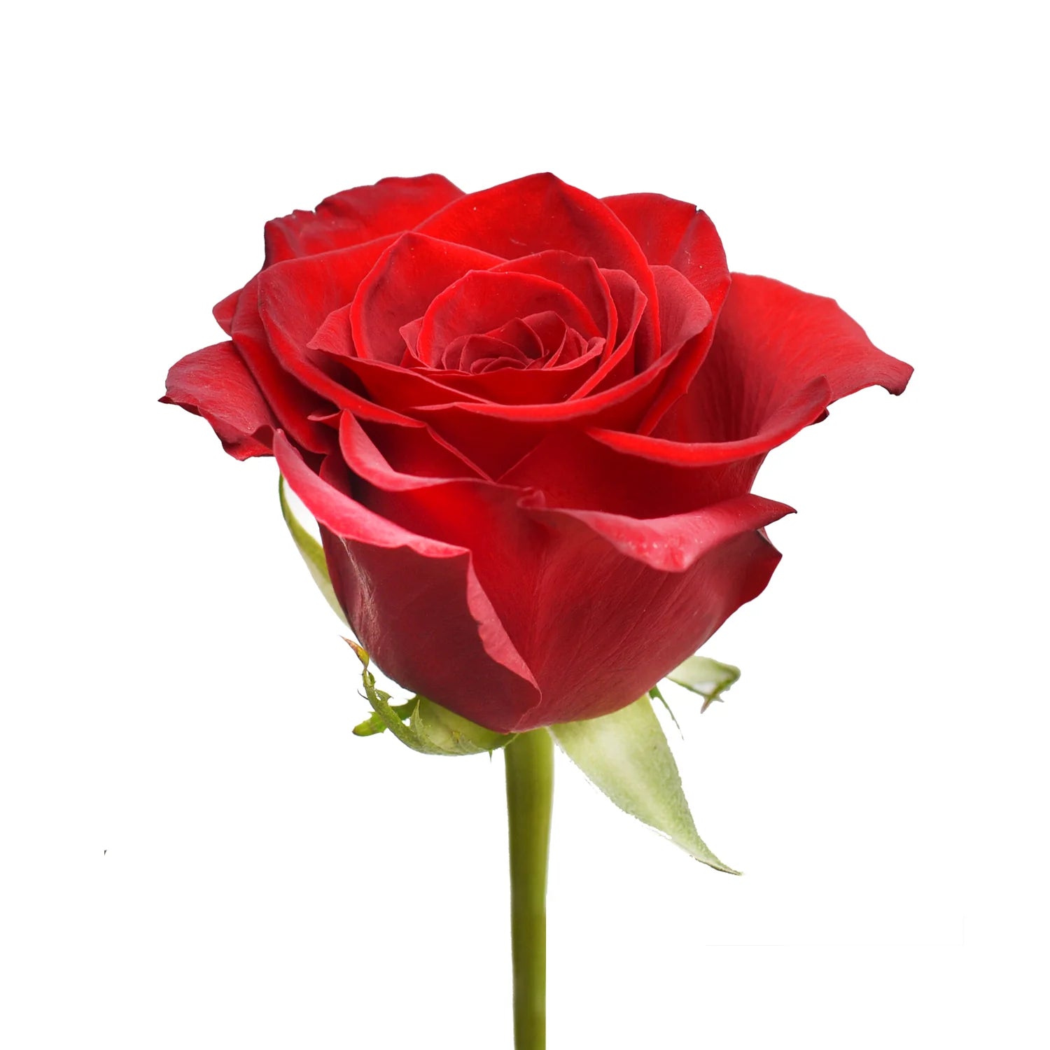 Red Rose | Long Lasting Fresh Red Roses